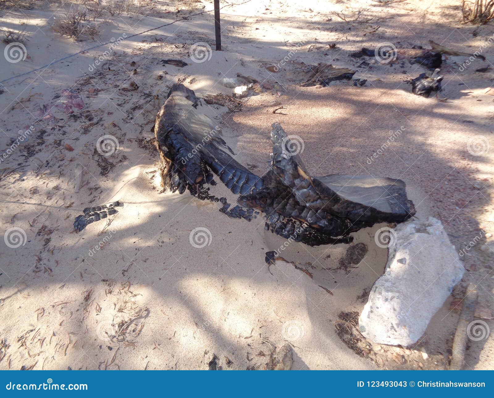 Burned Juniper Trunk - Aftermath of Wild Fire 3 Stock Image - Image of ...