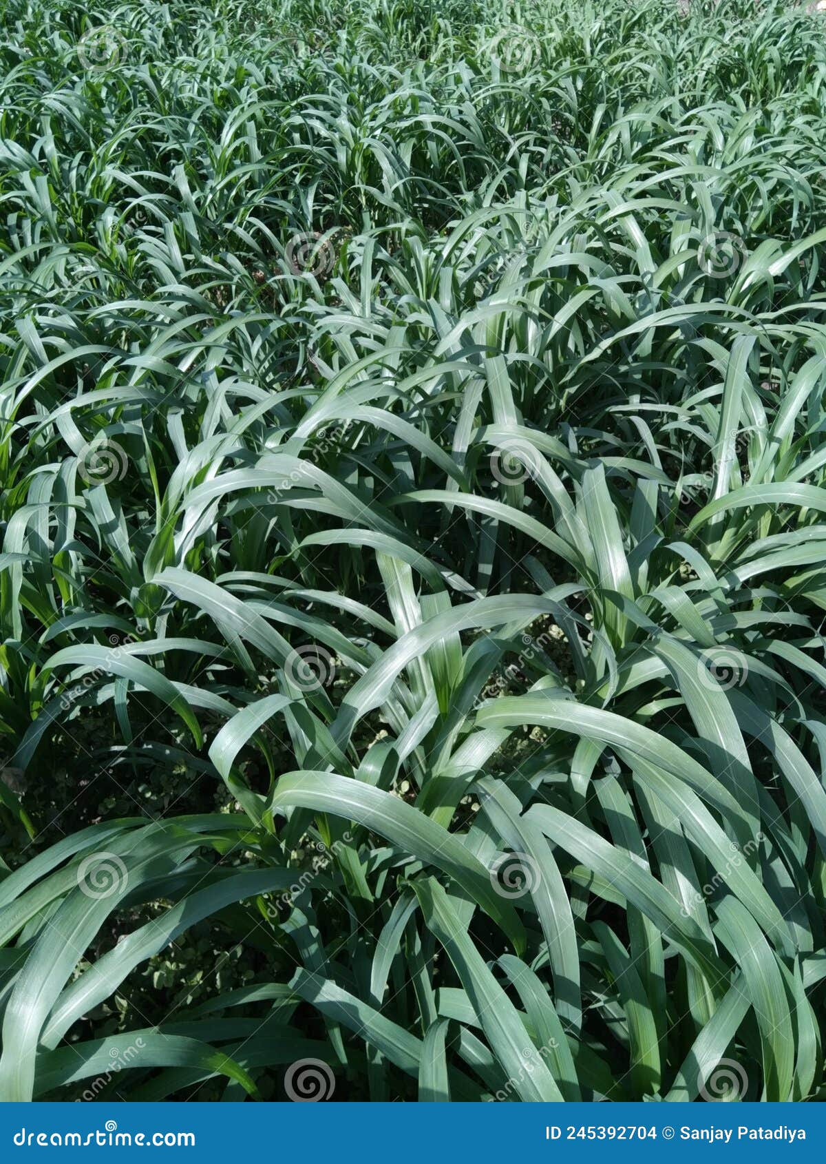 Agriculture Bajra and Natural Tree and My Farm Stock Photo - Image of ...
