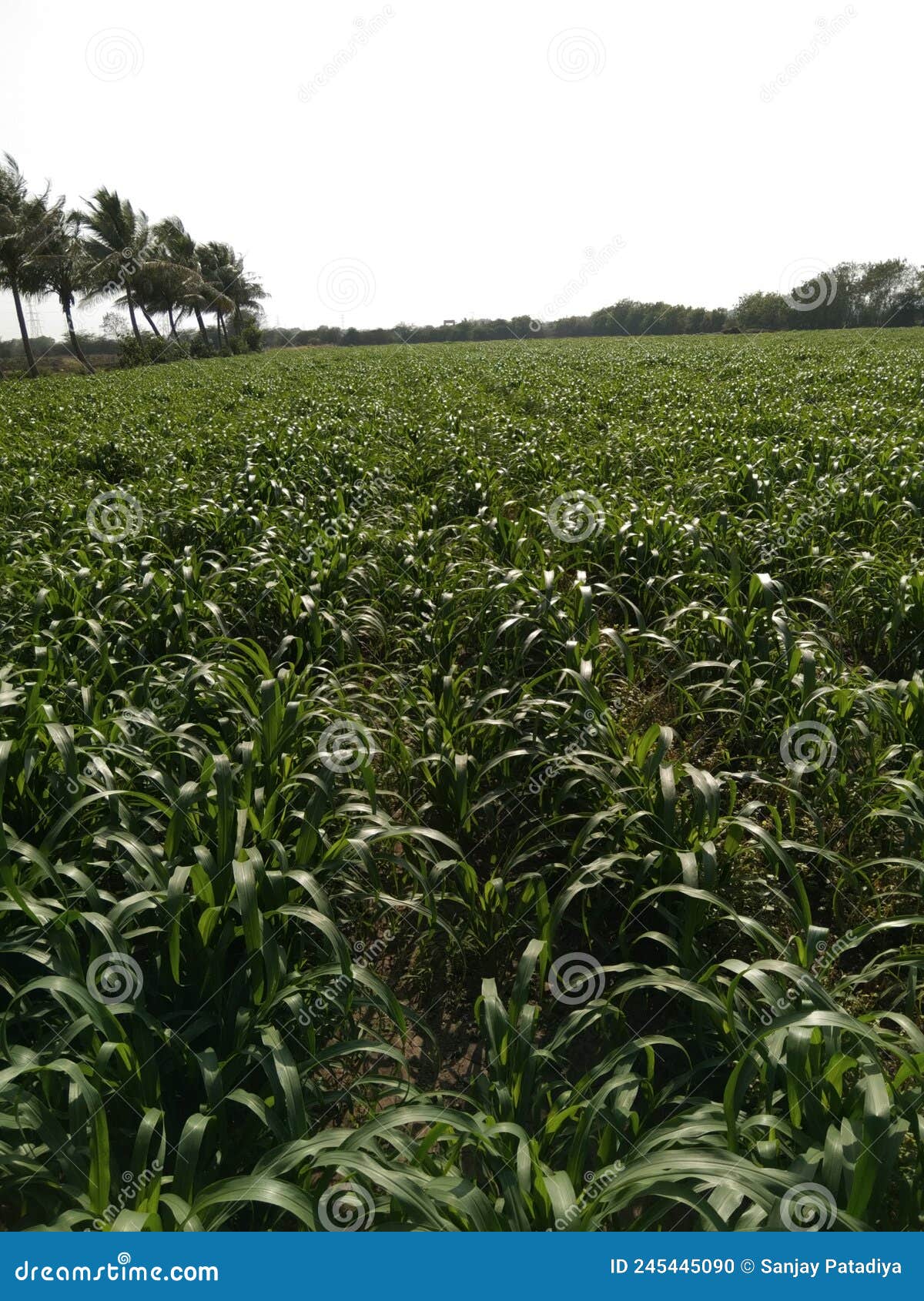 This Image is Agriculture Bajra and Natural Tree and My Farm. Stock ...
