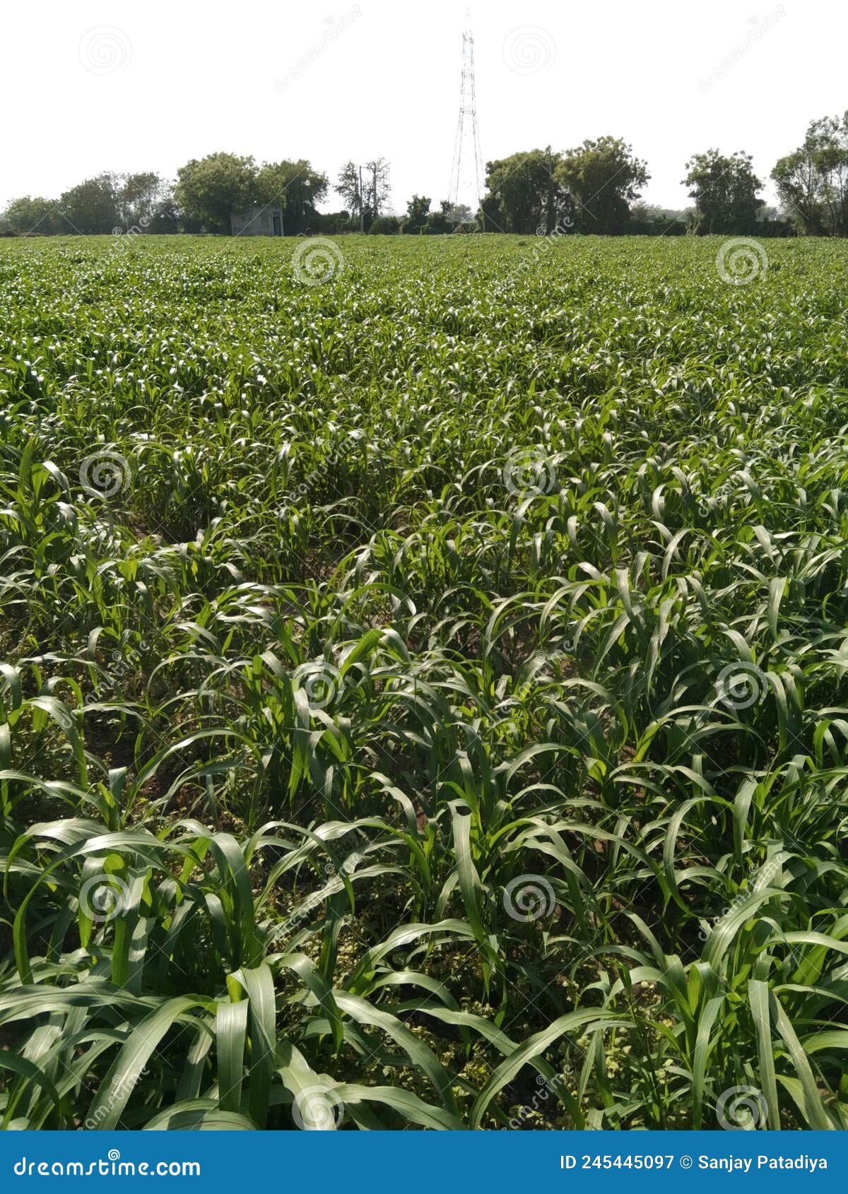 This Image is Agriculture Bajra and Natural Tree and My Farm. Stock ...