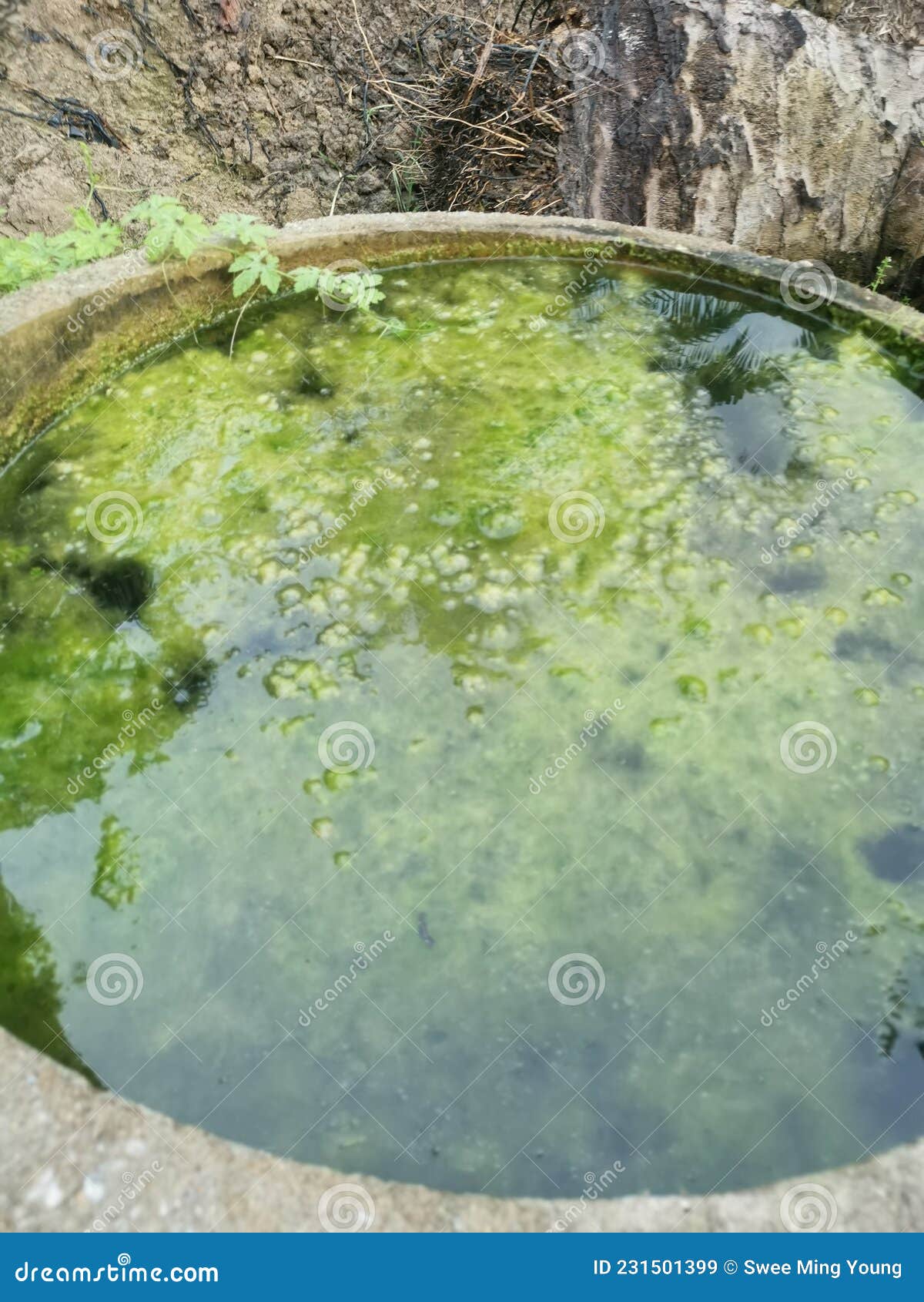 Algae Sludge Floating on the Overflow Concrete Well Ring Surface Stock ...