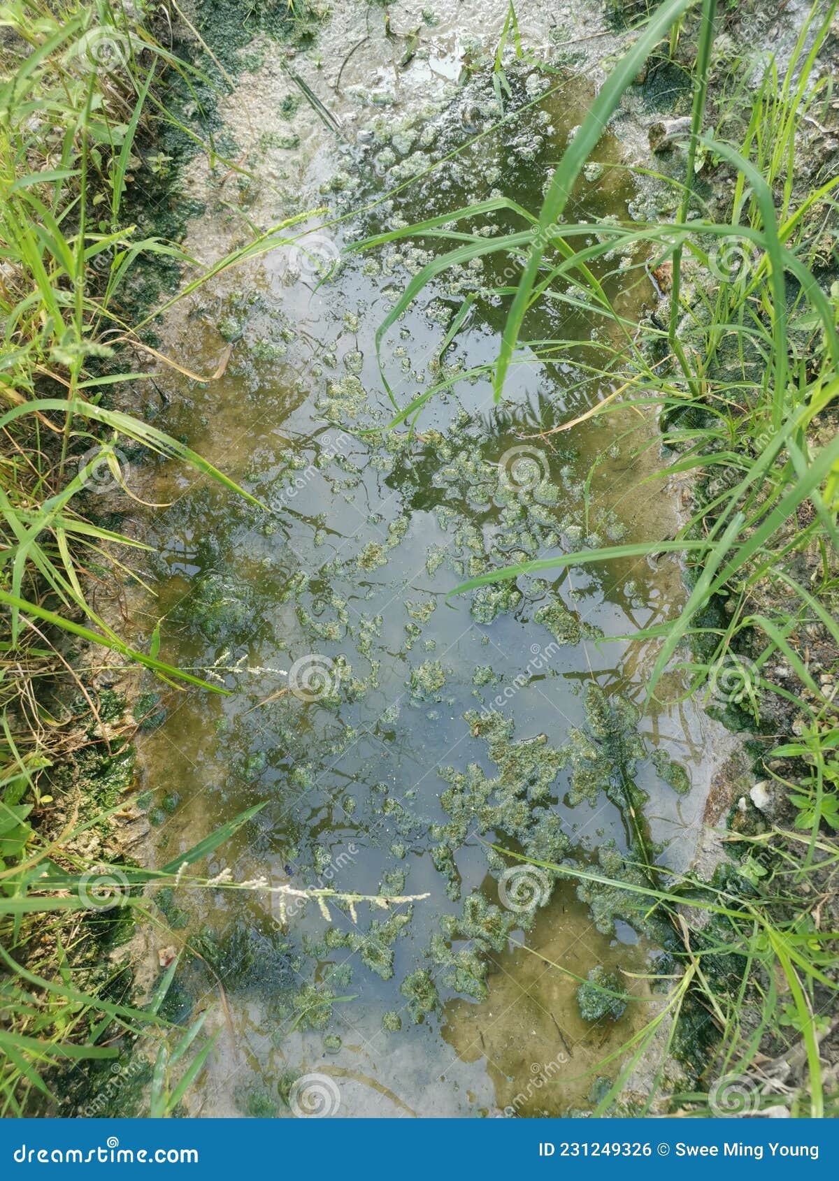 Algae Sludge Floating on the Puddle Surface Stock Photo - Image of ...