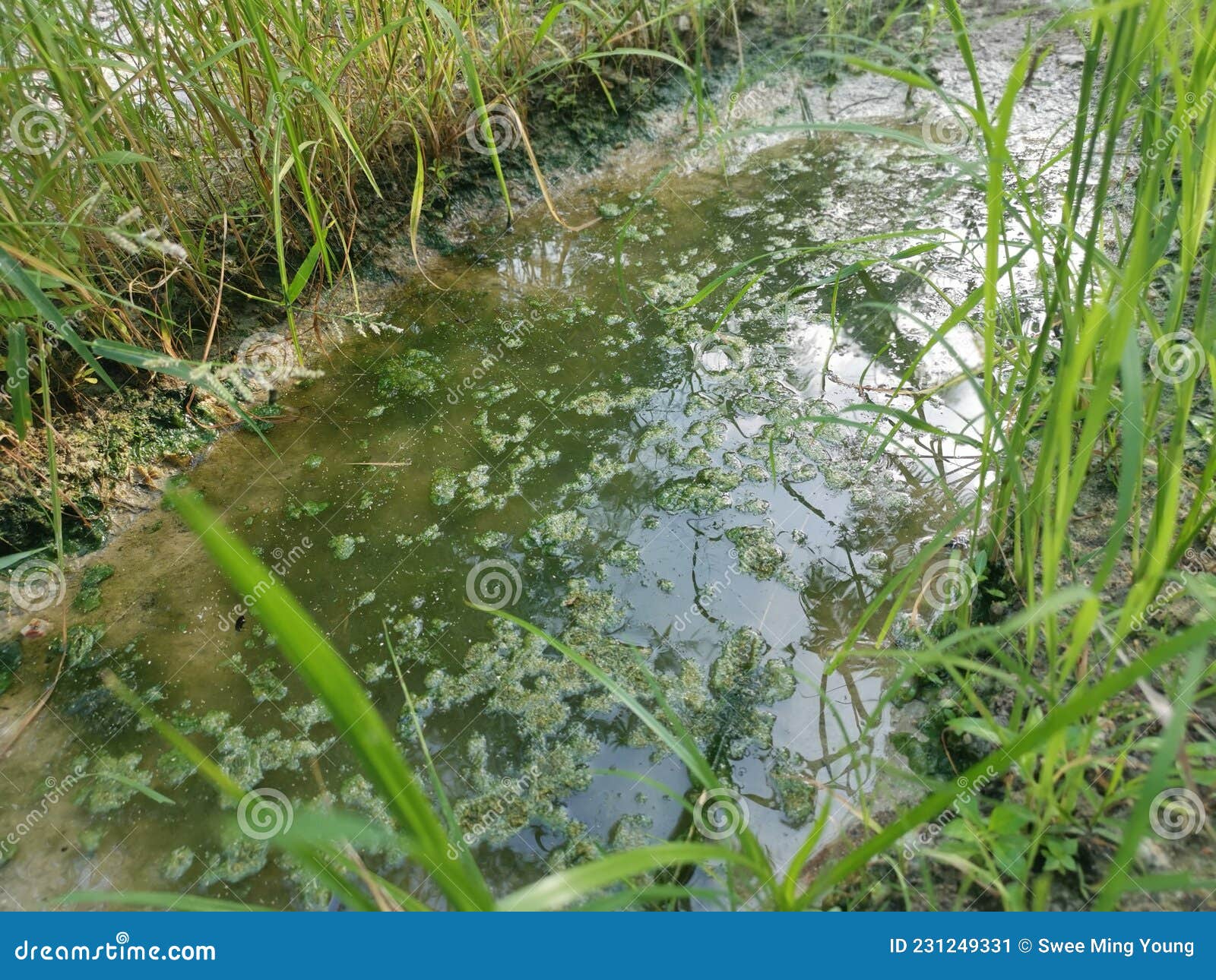 Algae Sludge Floating on the Puddle Surface Stock Image - Image of ...