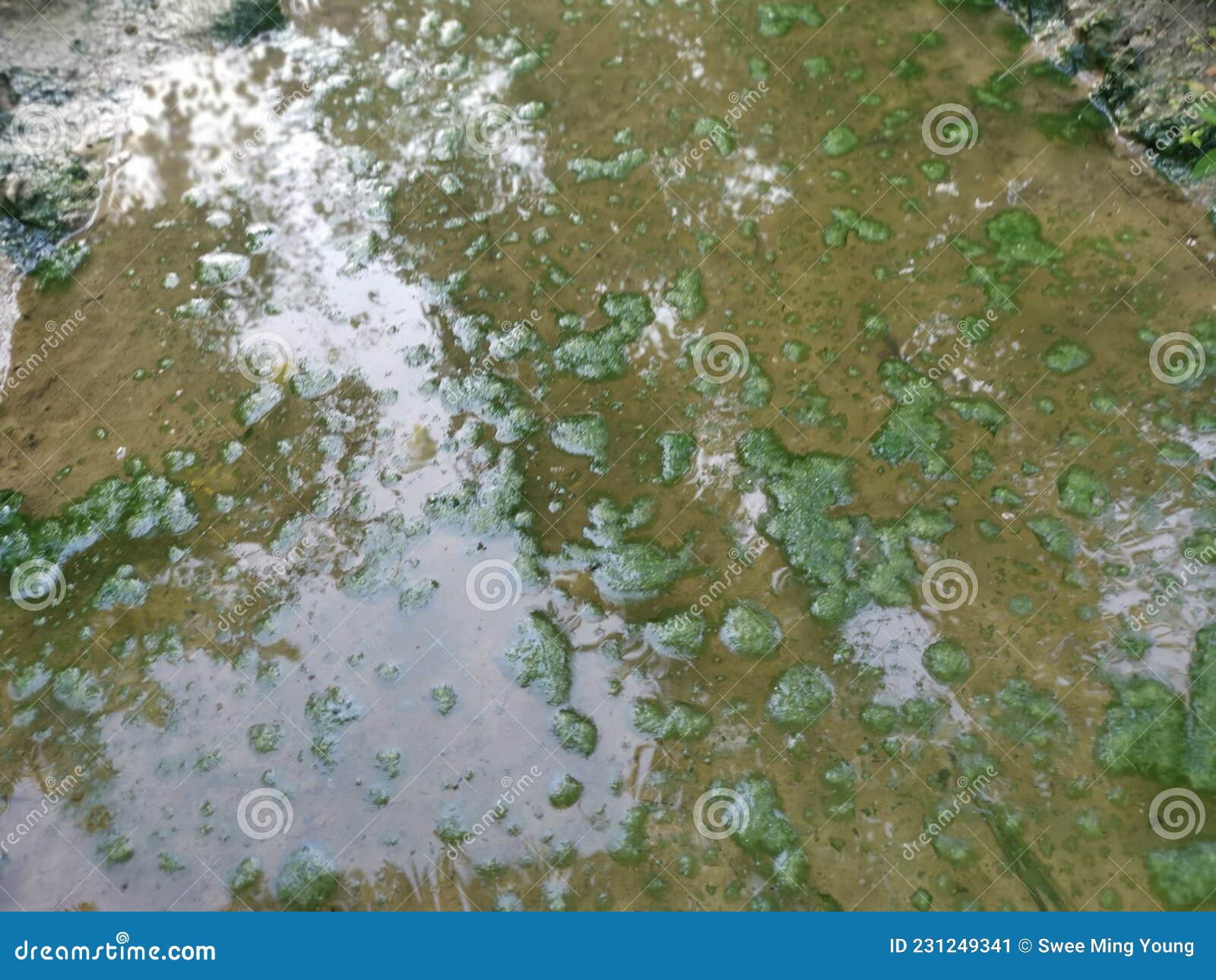 Algae Sludge Floating on the Puddle Surface Stock Image - Image of ...