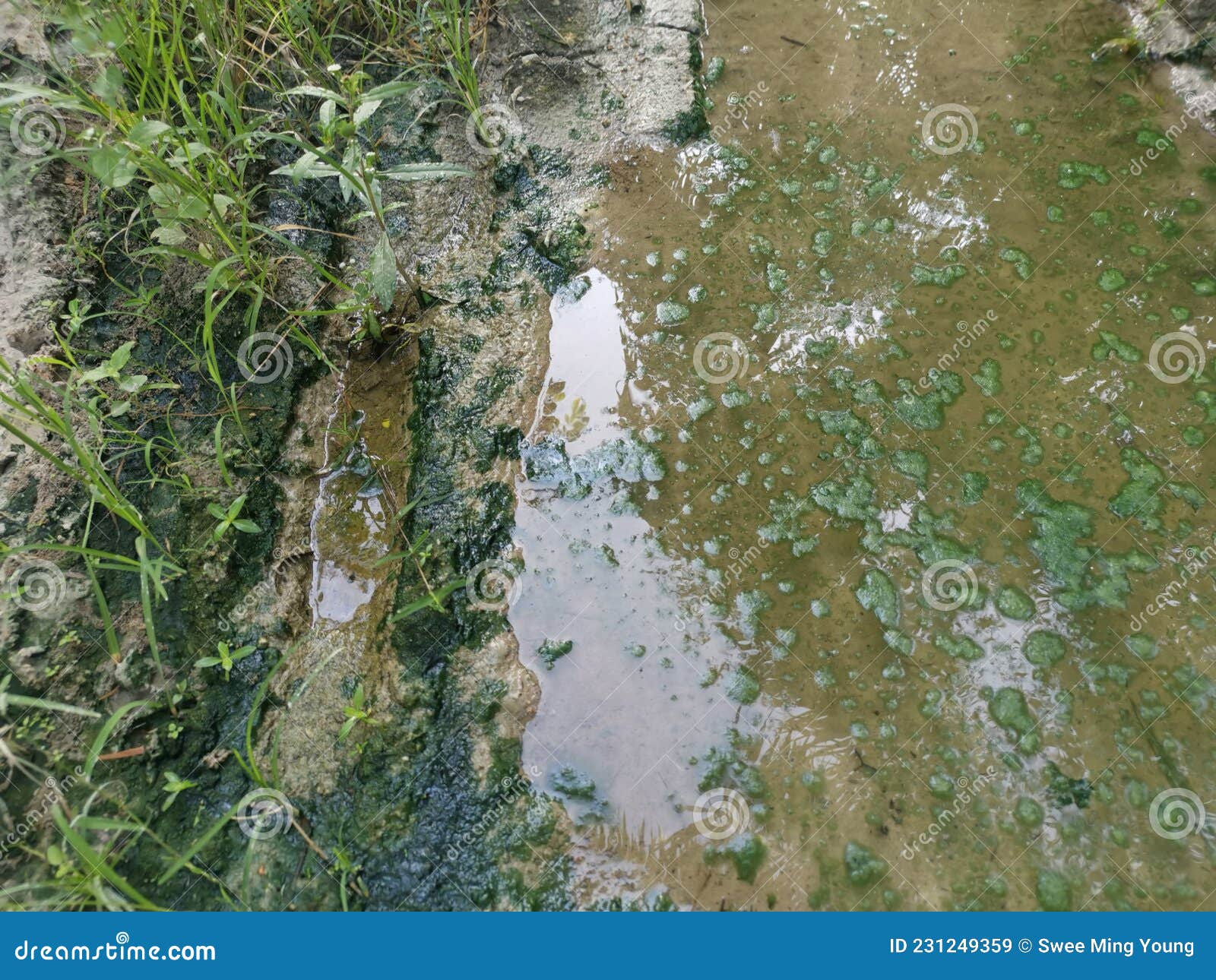 Algae Sludge Floating on the Puddle Surface Stock Image - Image of ...
