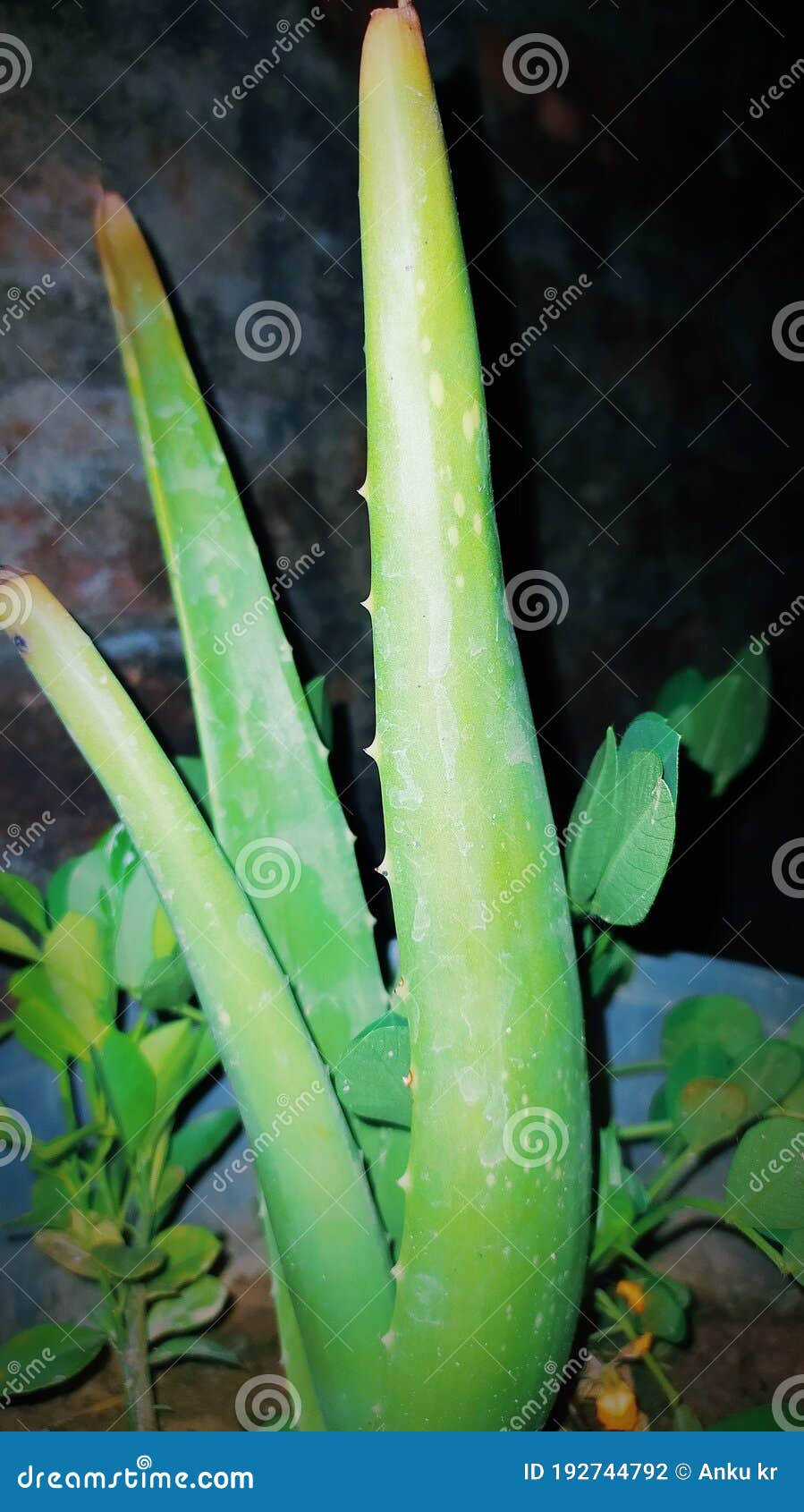 Image of Alovera stock photo. Image of alovera, petal - 192744792