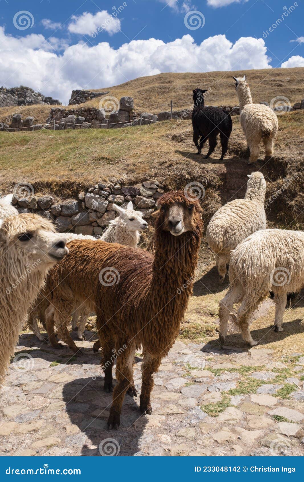 Image of Alpacas in the Peruvian Andes. Stock Photo - Image of peruvian ...