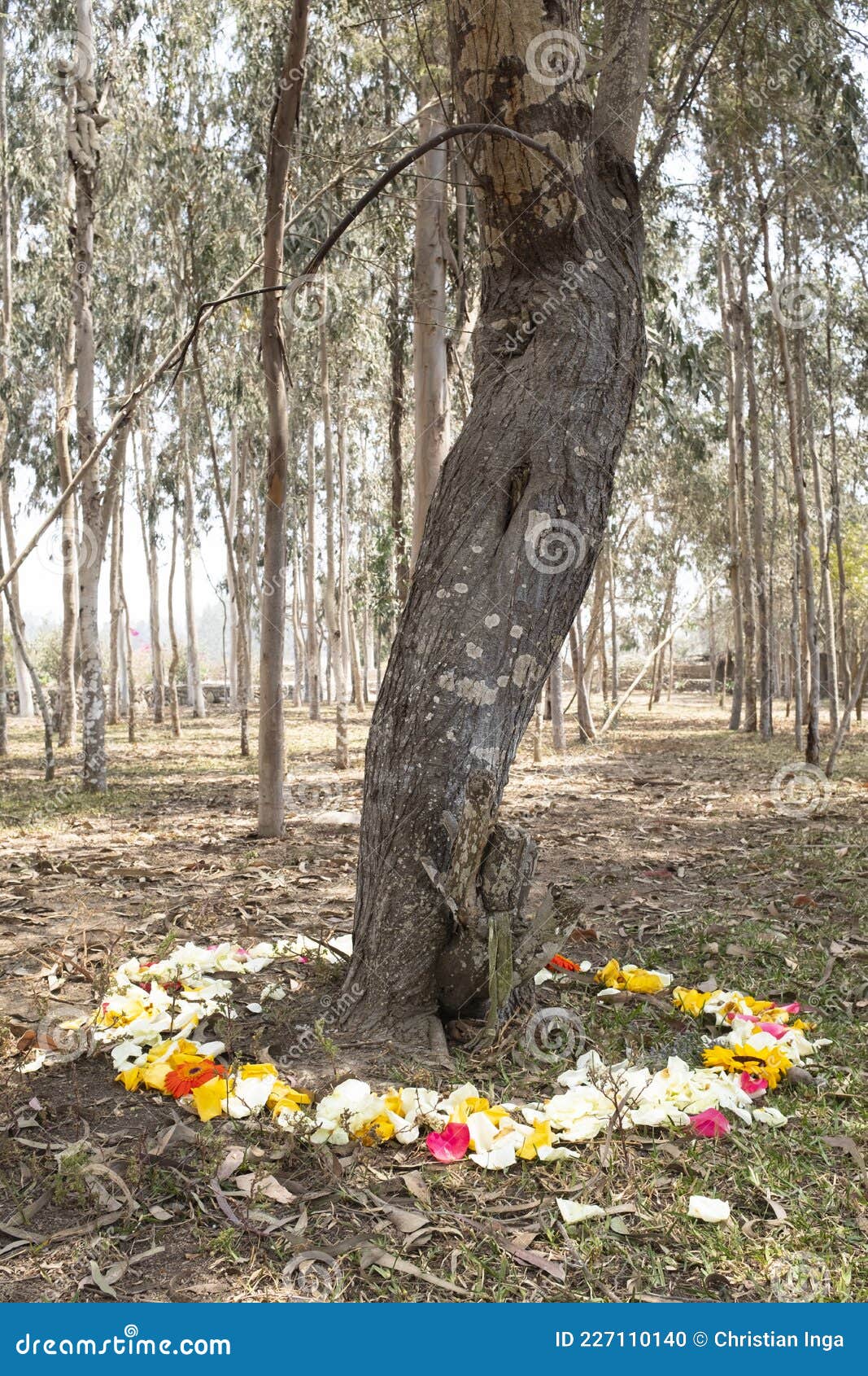 Image of an Altar Made with Flowers Around a Tree in a Forest. Stock ...