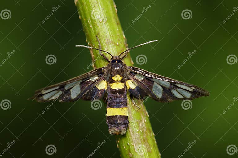 Image of Amata Moth Bug on Nature Background. Stock Image - Image of ...