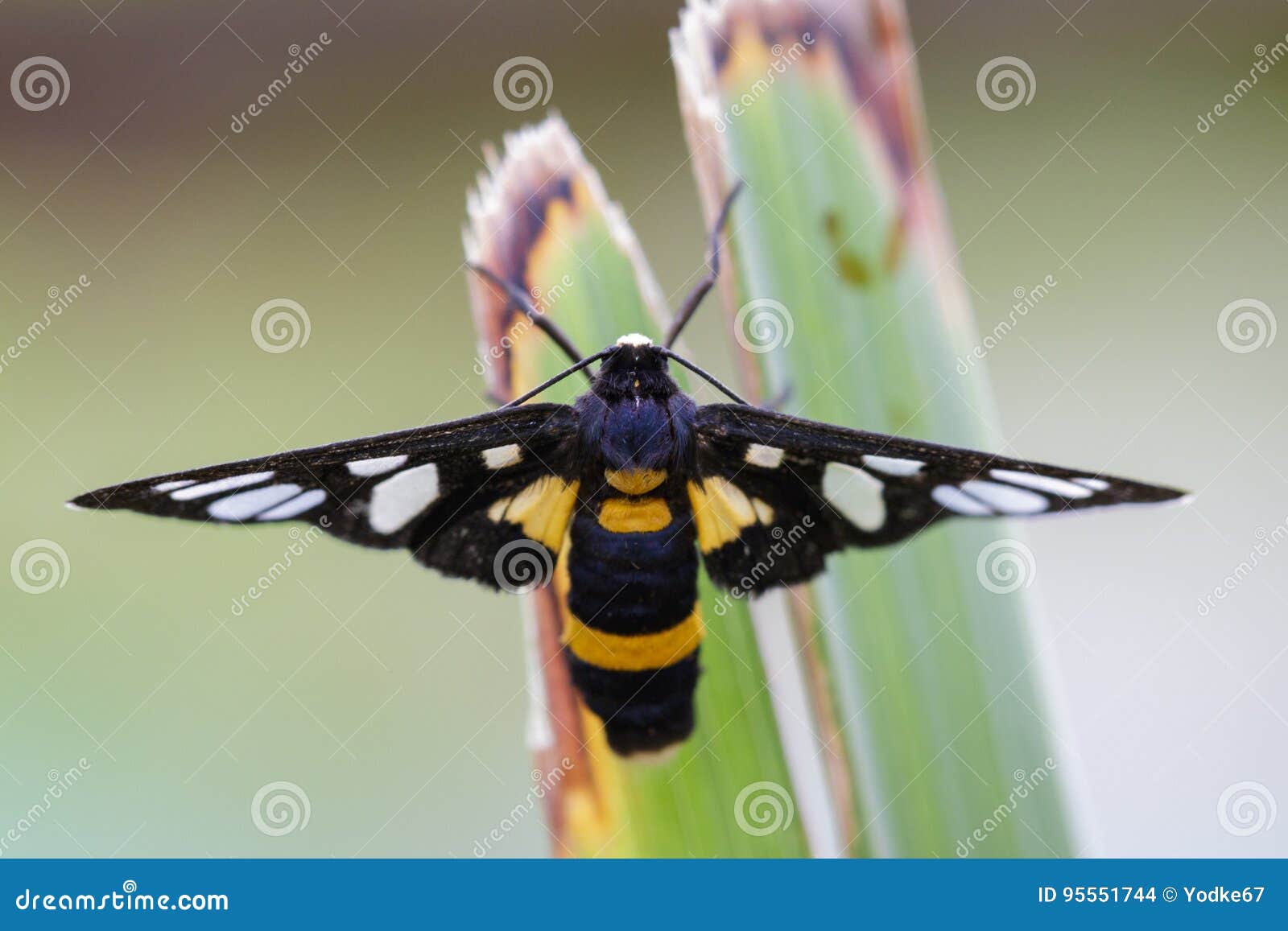 Image of Amata Sp.& X28;Moth& X29; on Green Leaves. Insect. Stock Photo ...