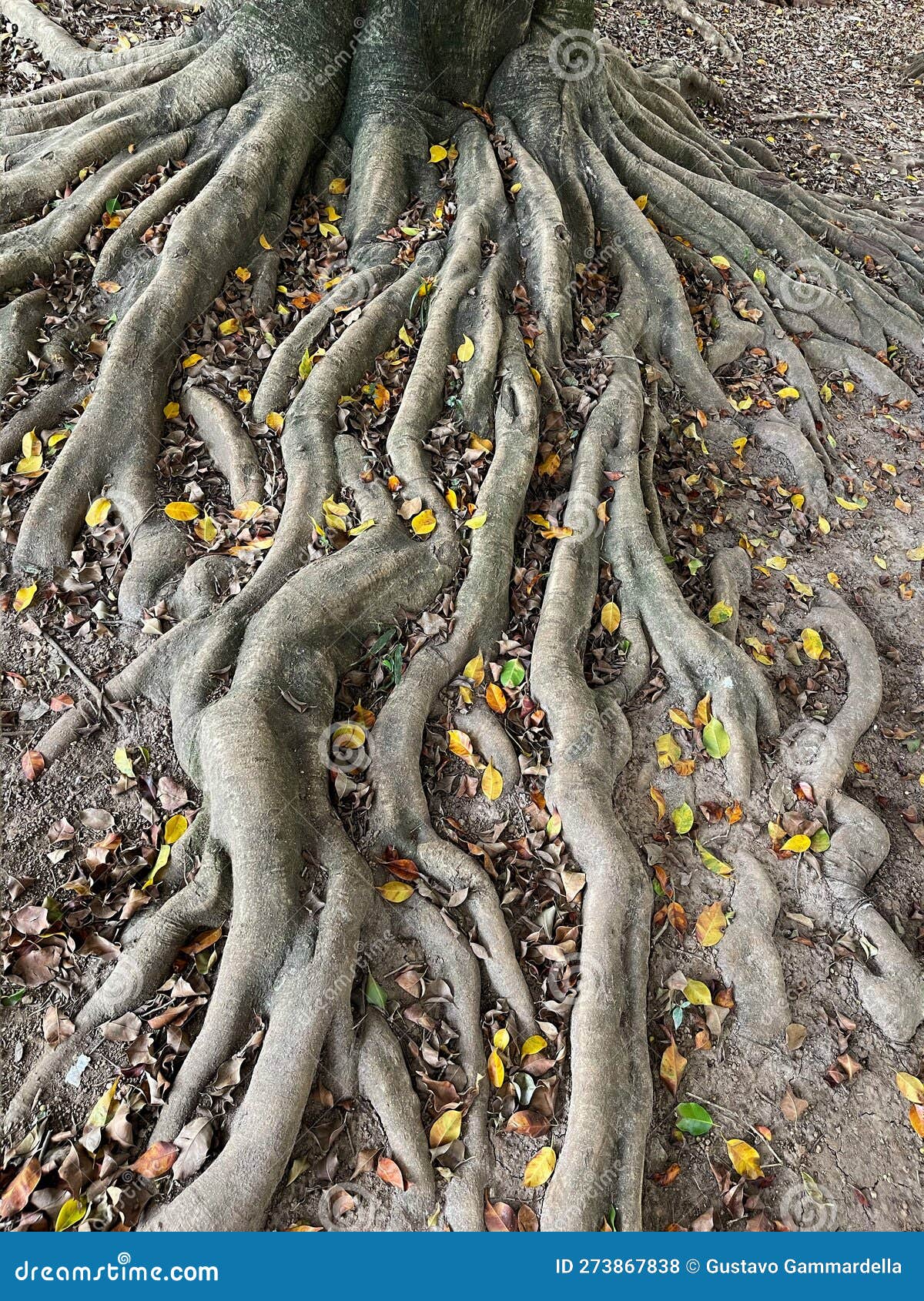 Image of Ancient, Deep Roots Embedded in Fertile Soil Covered with ...