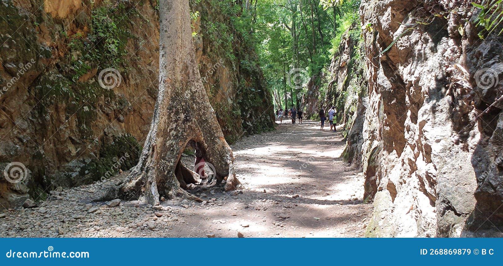 The Image of an Ancient Tree in the Hell Fire Pass. Stock Image - Image ...