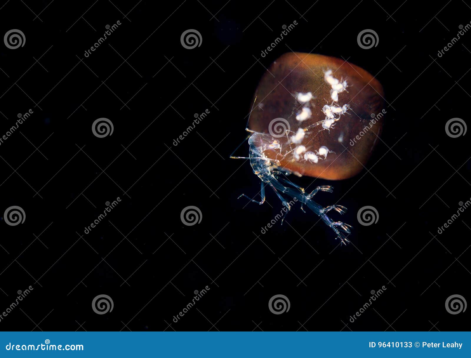 Image of an Animal Known As a Phronima Stock Image - Image of plankton ...