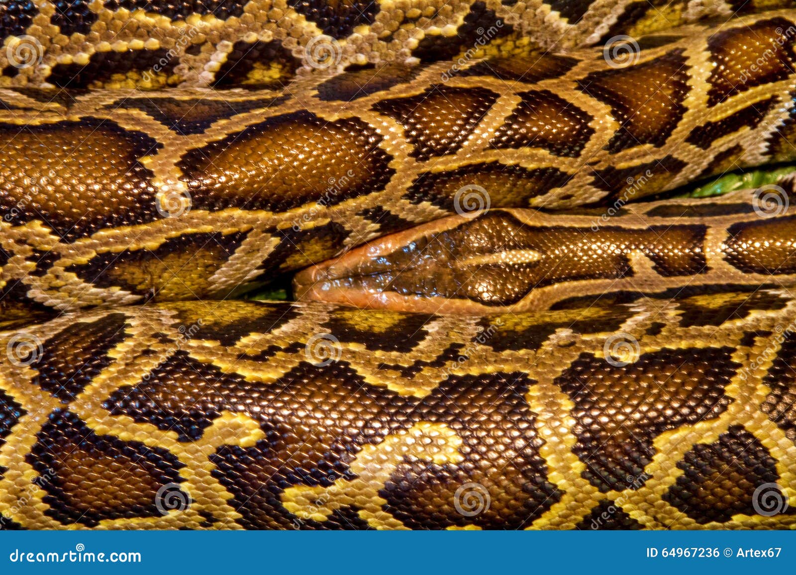 Image Animal Reptile Spotted a Boa Stock Photo - Image of python ...