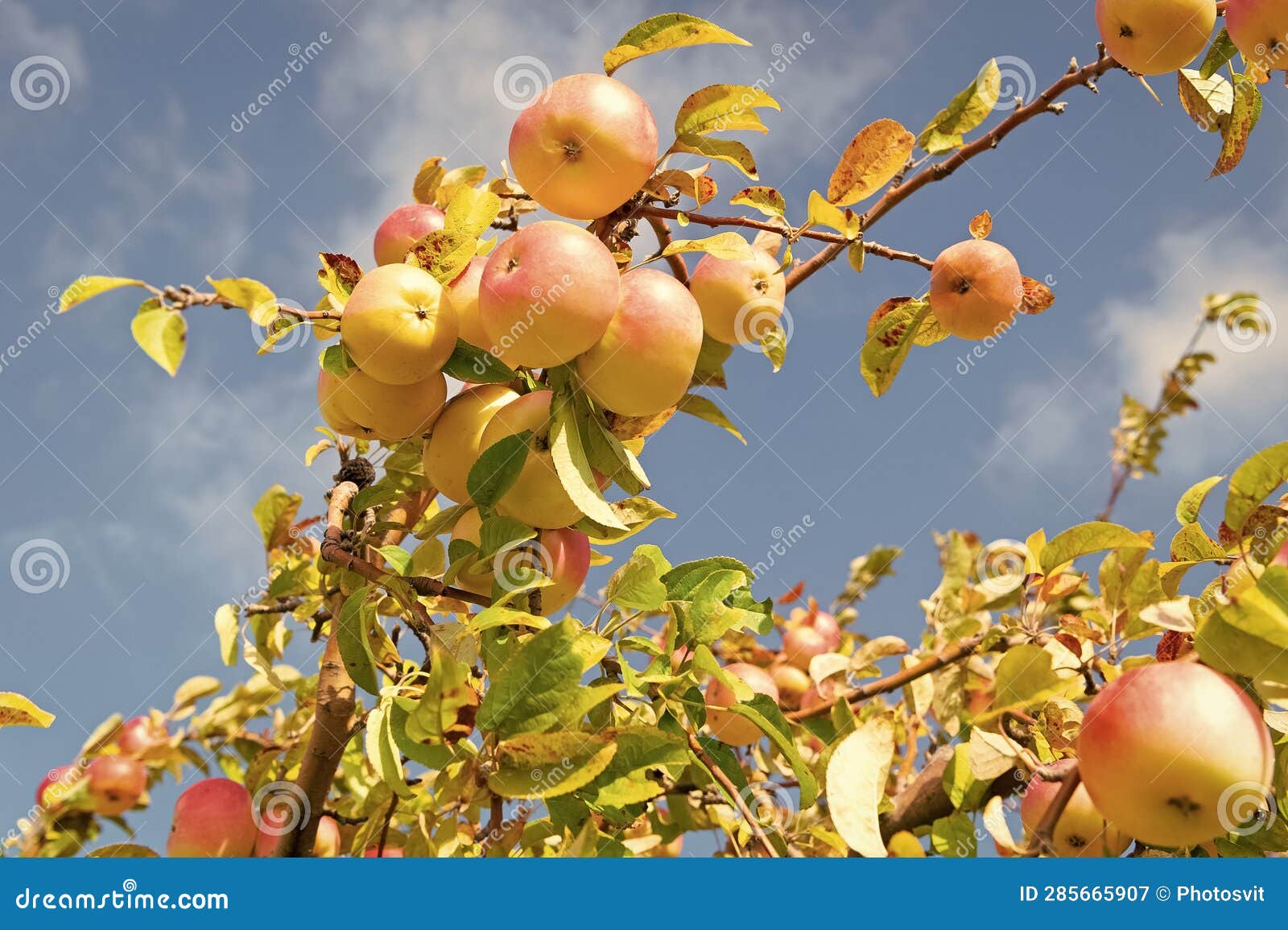 Image of Apple Orchard Harvest. Apple Orchard Harvest. Apple Orchard ...