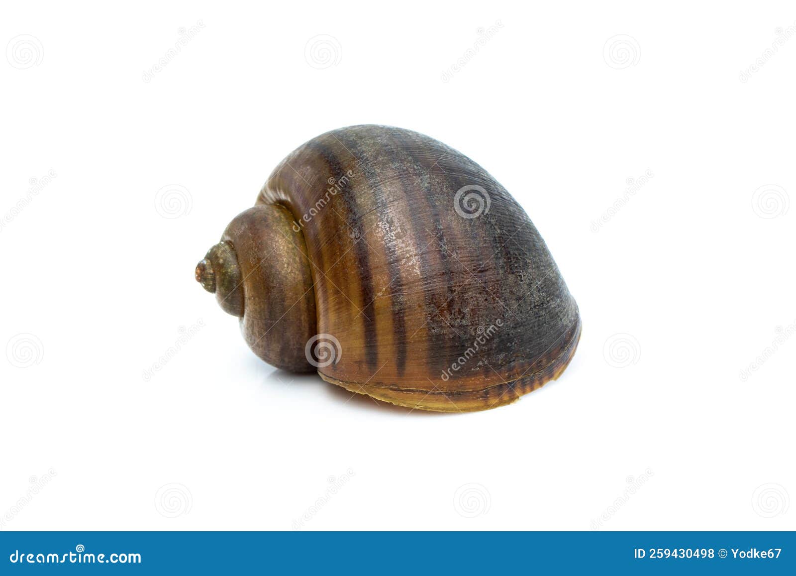 Pila Ampullacea Stock Photos - Free & Royalty-Free Stock Photos from ...