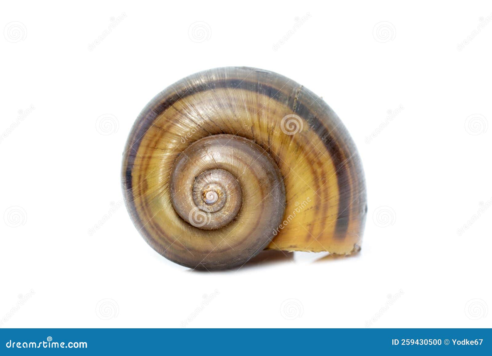 Image of Apple Snail Pila Ampullacea Isolated on White Background ...