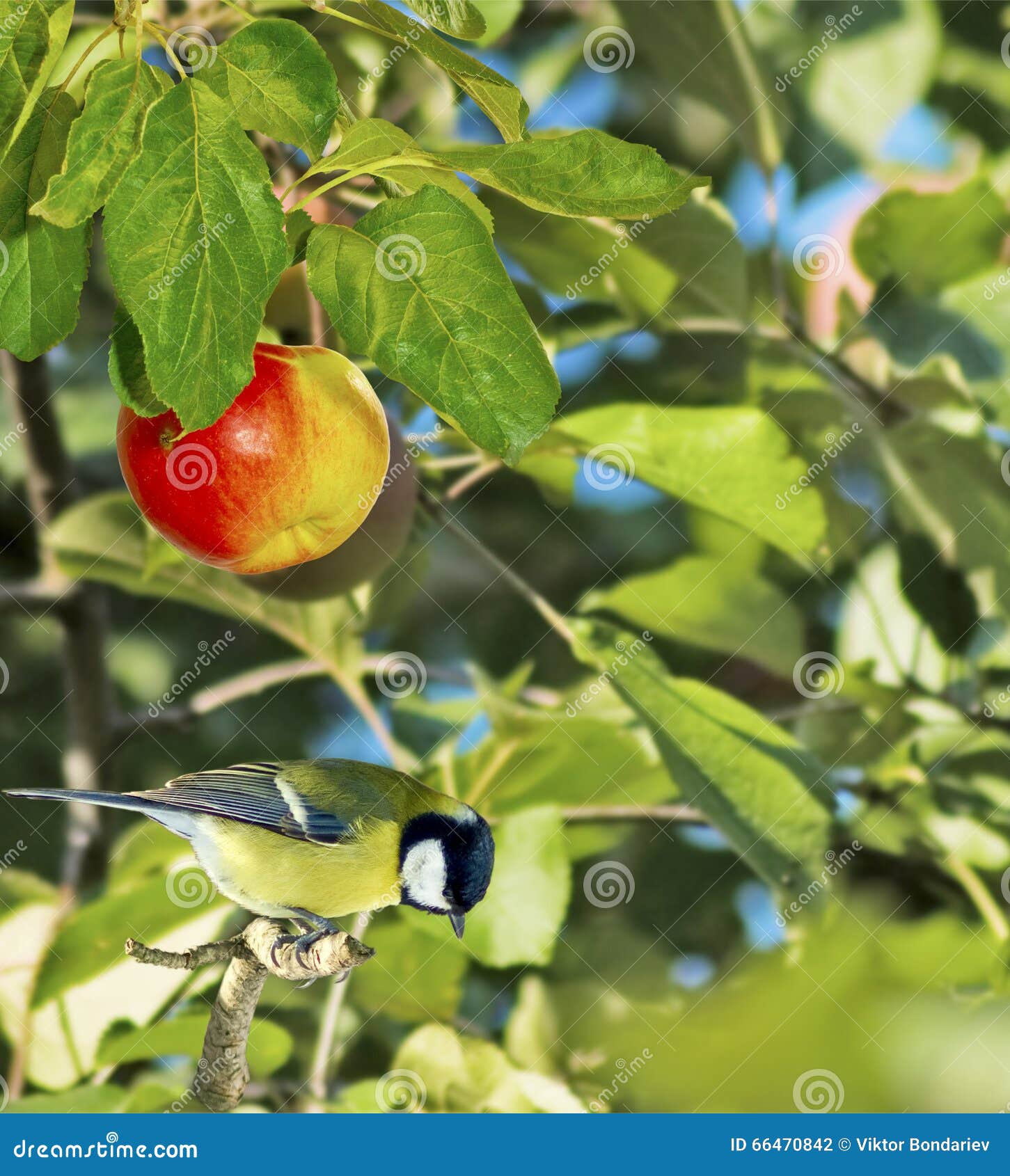 Image of Apple Tree, and the Birds in the Garden Close-up Stock Photo ...