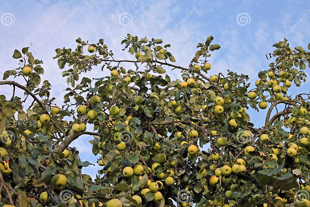 Image of Apple Tree on Sky Background Stock Photo - Image of nature ...
