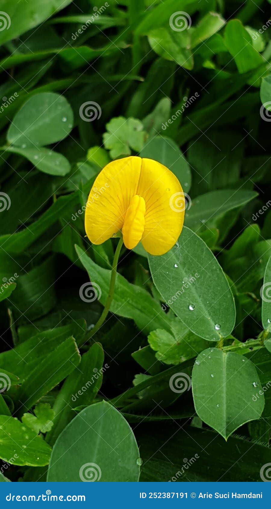 Image of Arachis Duranensis for Wallpaper Stock Image - Image of leaf ...