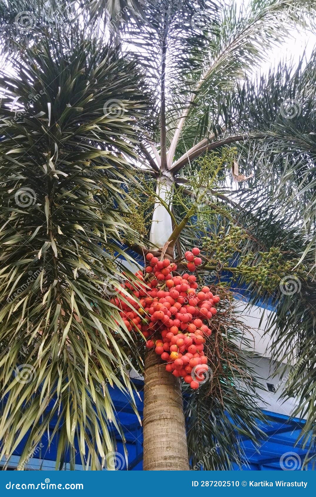 Image of Areca Palm Plant with Areca Nuts Stock Photo - Image of green ...