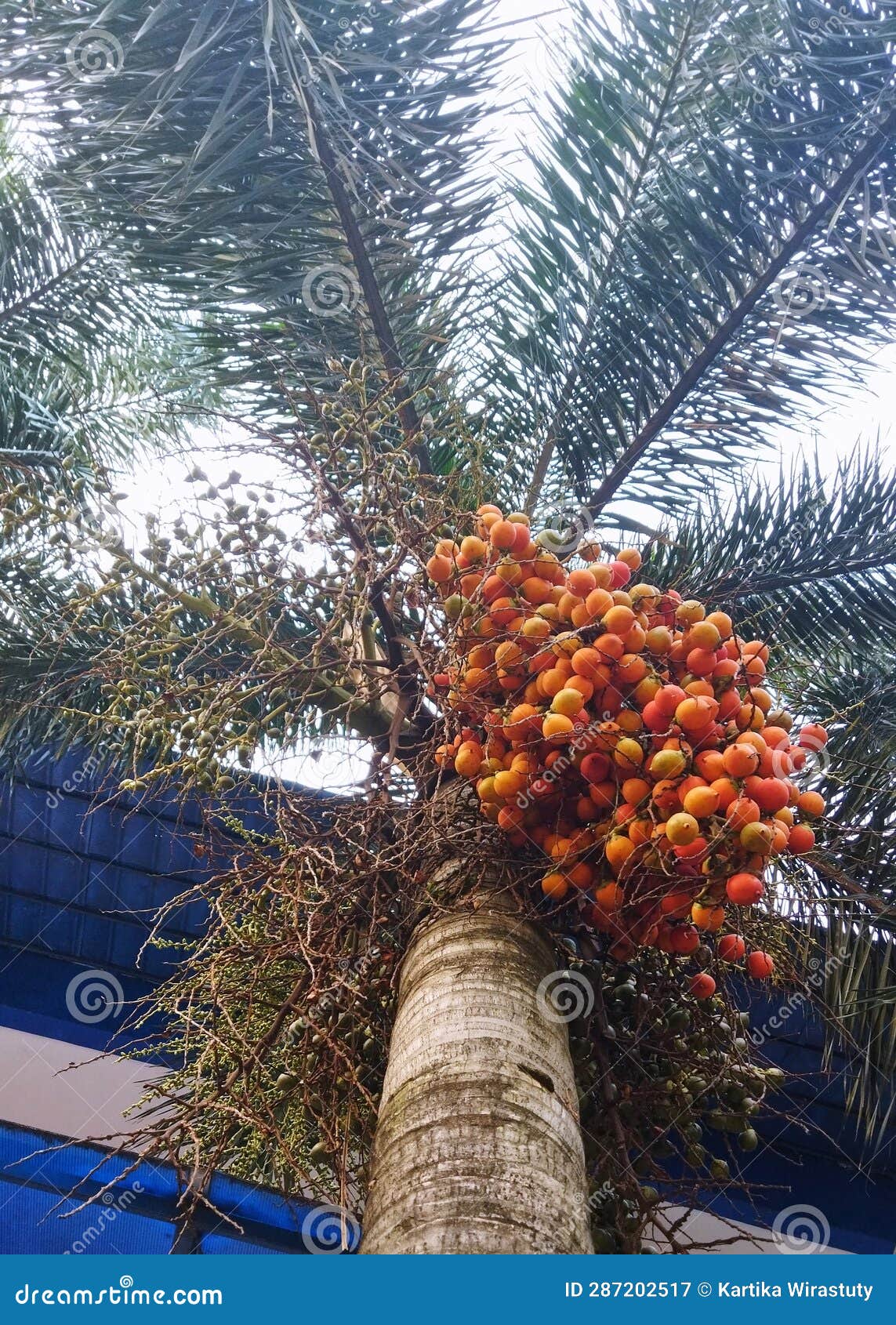 Image of Areca Palm Plant with Areca Nuts Stock Image - Image of botany ...