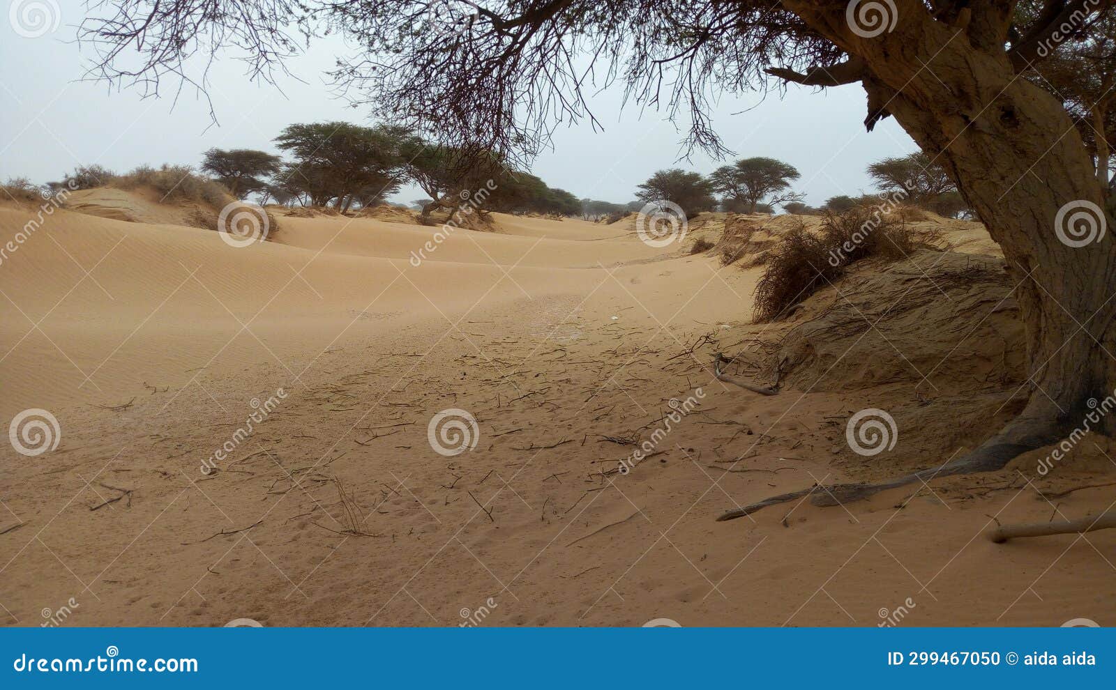 An Image of an Arid Desert Showing the Effect of Lack of Rain on Acacia ...