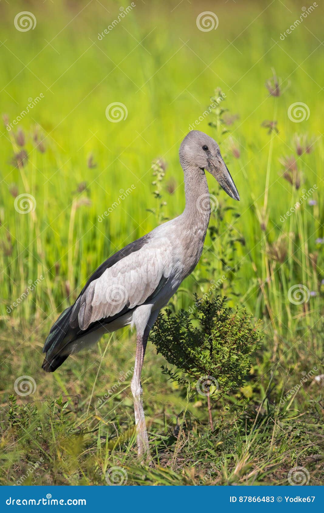 Image of Asian Openbill Stork. Stock Image - Image of black, bill: 87866483