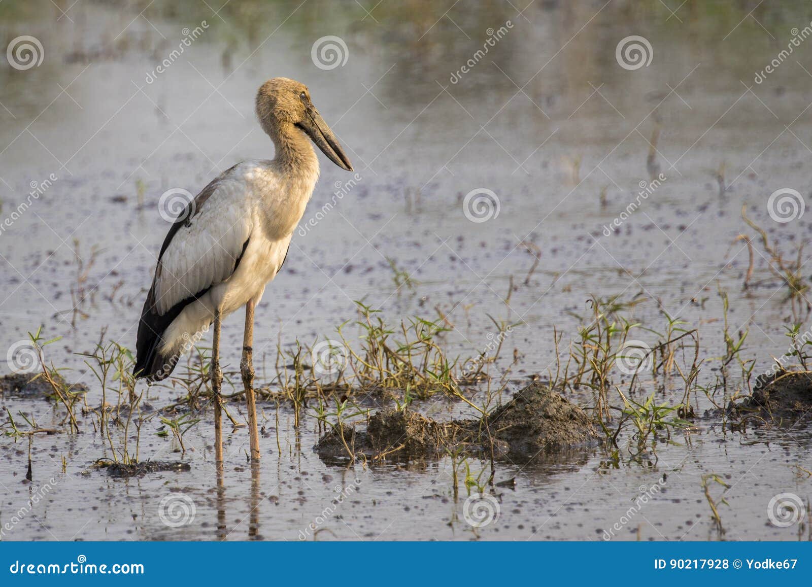 Image of Asian Openbill Stork on Natural Background. Stock Photo ...