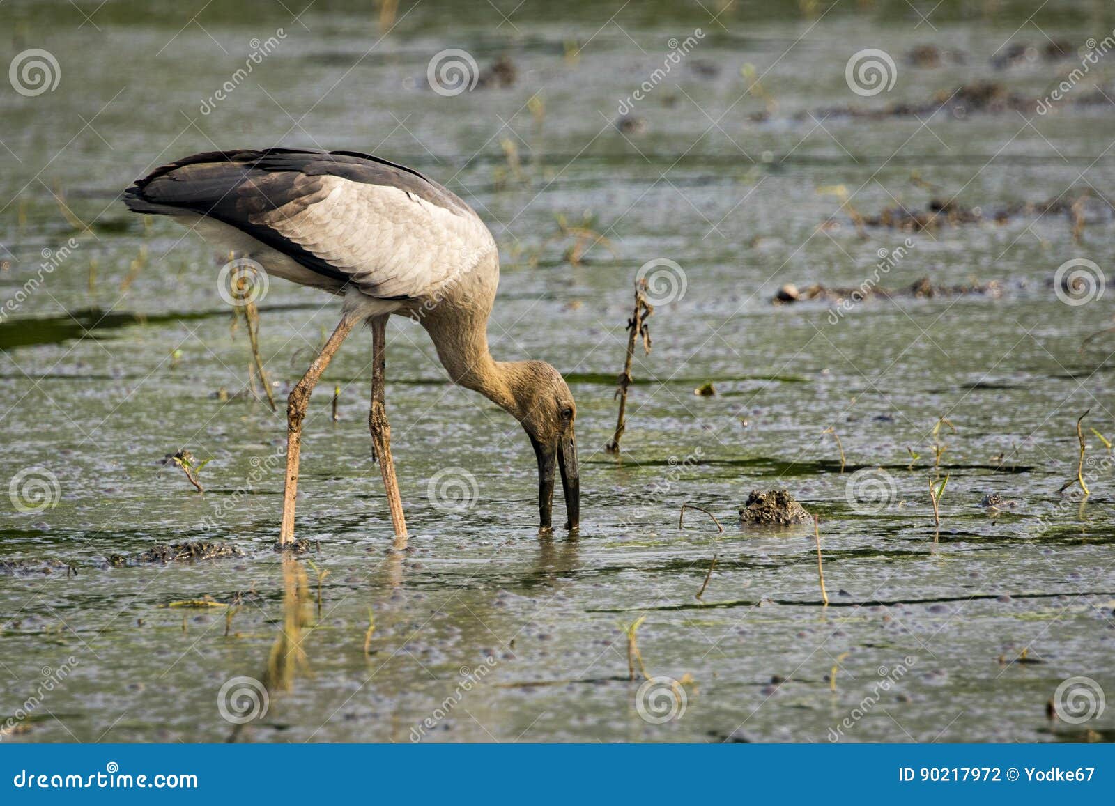 Image of Asian Openbill Stork on Natural Background. Stock Photo ...