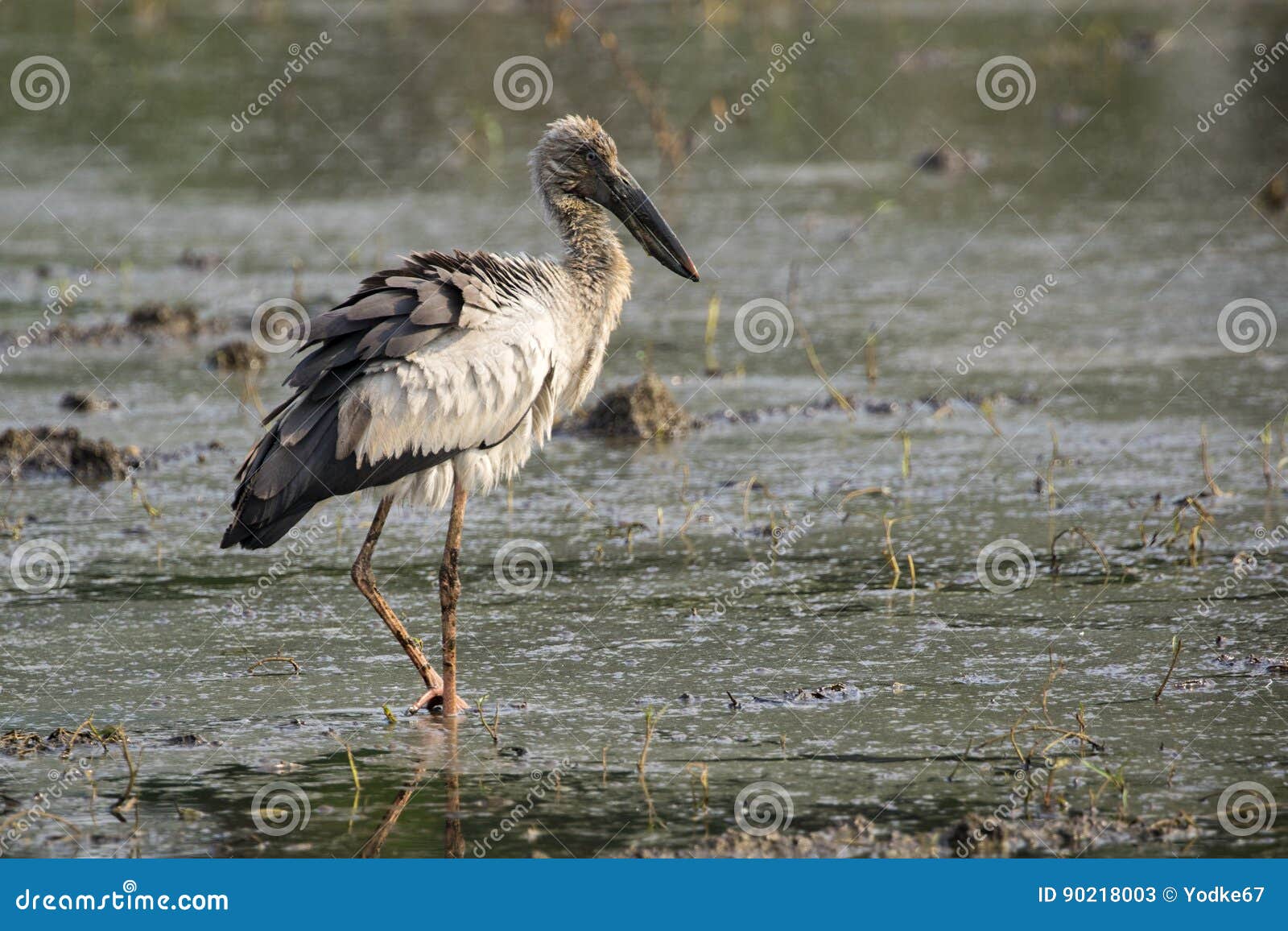 Image of Asian Openbill Stork on Natural Background. Stock Image ...