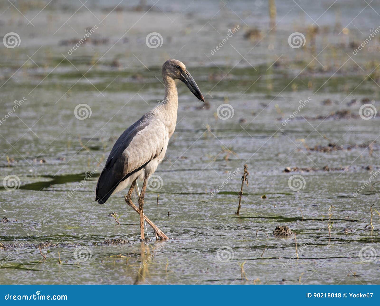 Image of Asian Openbill Stork on Natural Background. Stock Photo ...