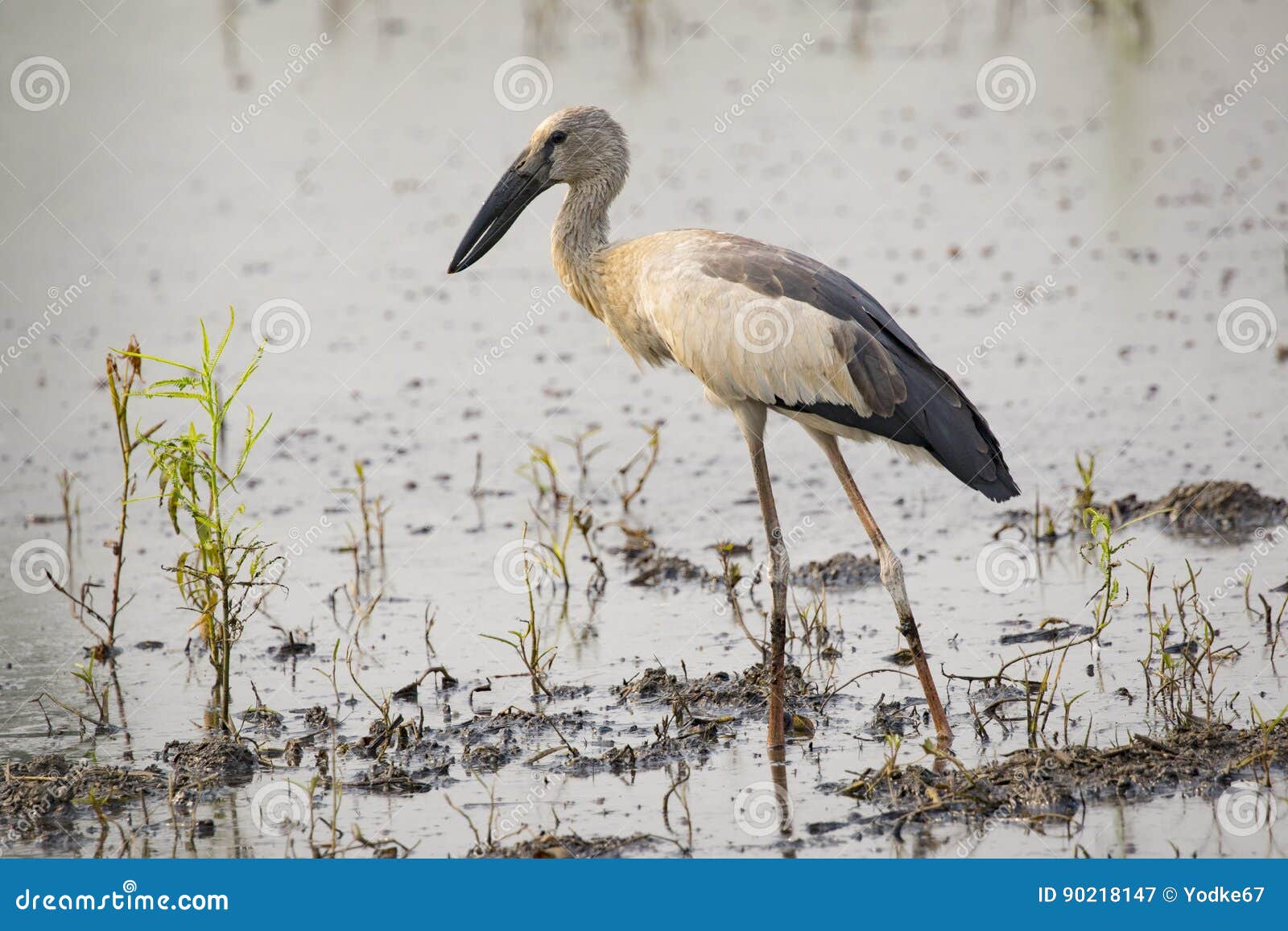 Image of Asian Openbill Stork on Natural Background. Stock Image ...