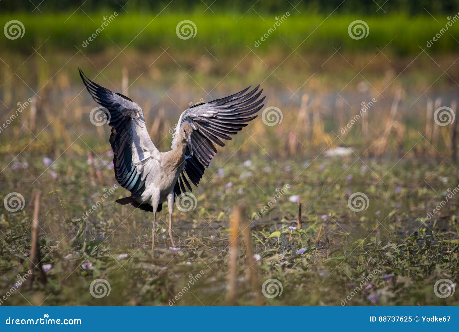 Image of Asian Openbill Stork. Stock Image - Image of asian, background ...