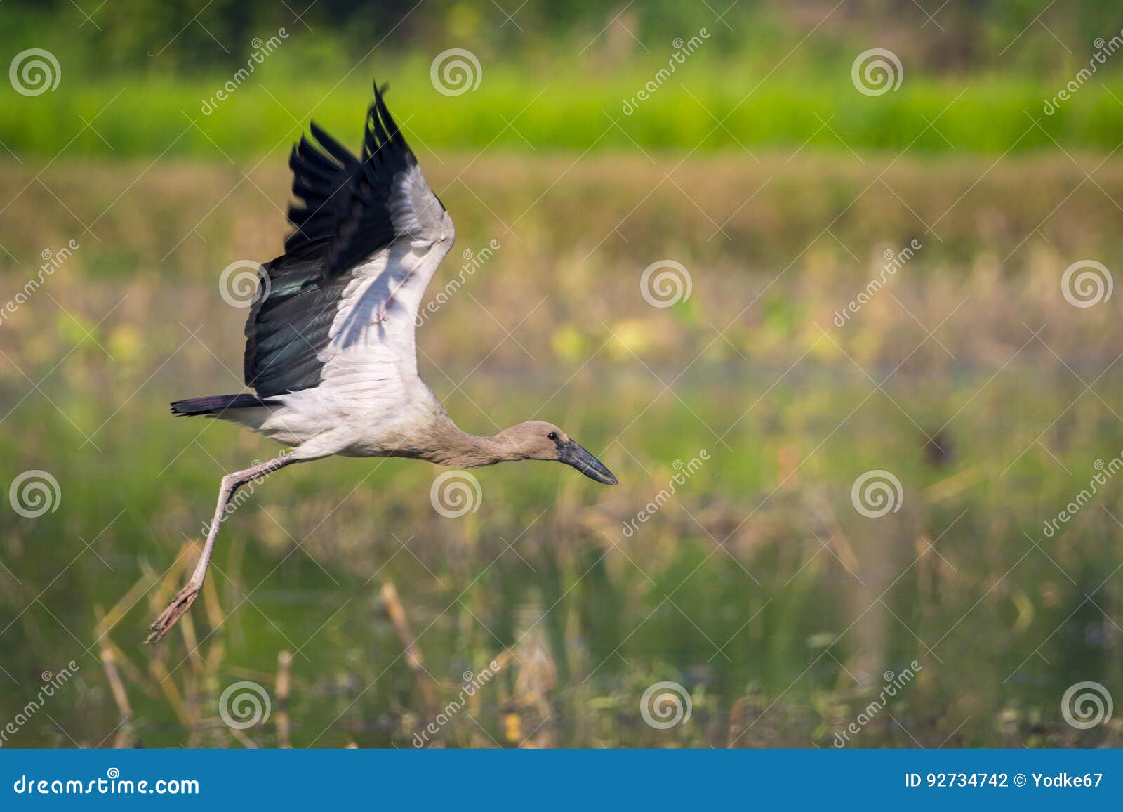 Image of Asian Openbill Stork on Nature Background. Stock Photo - Image ...