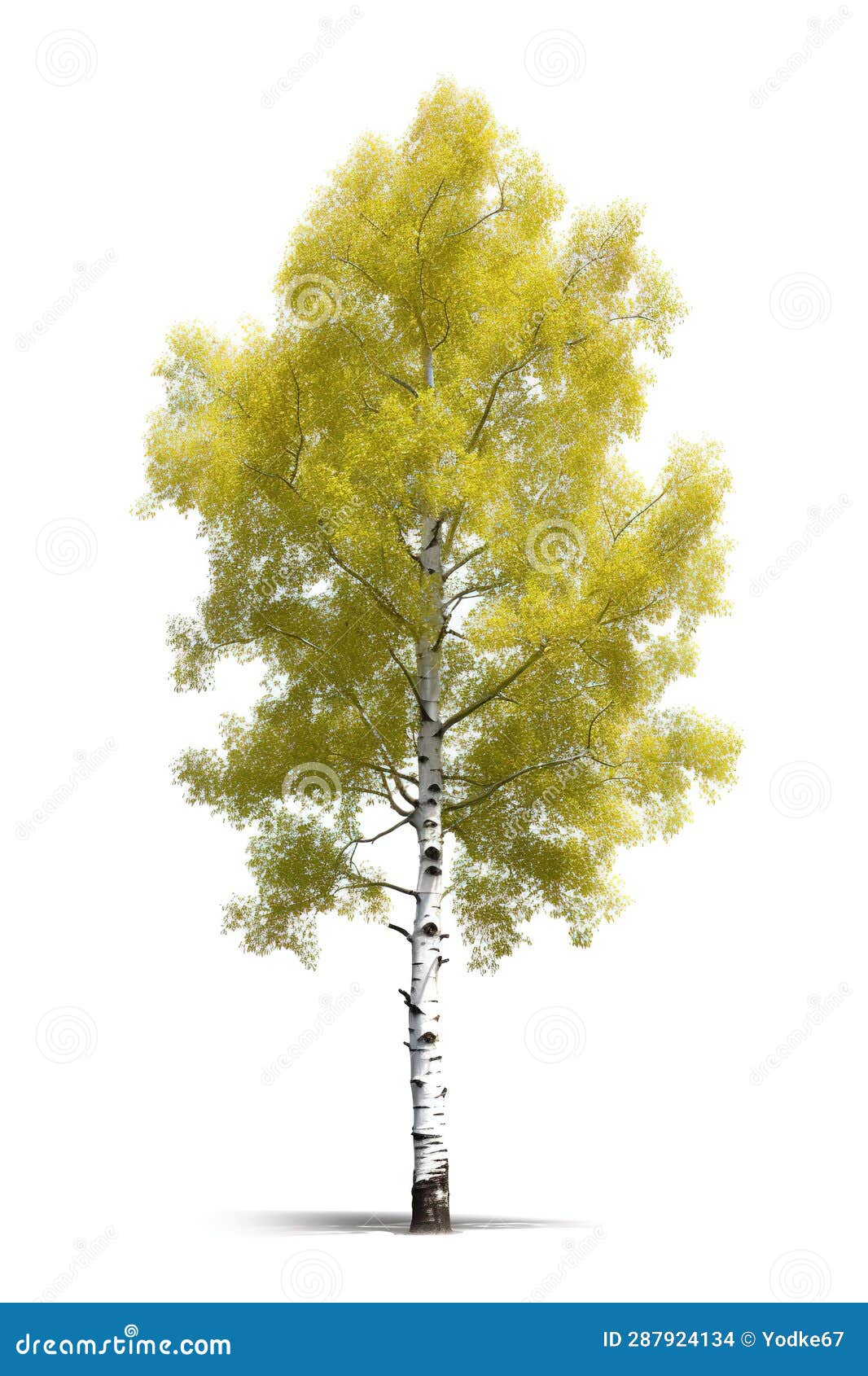 Aspen - Tree Illustration. Black And White Ink Leaves Drawing. Coloring ...