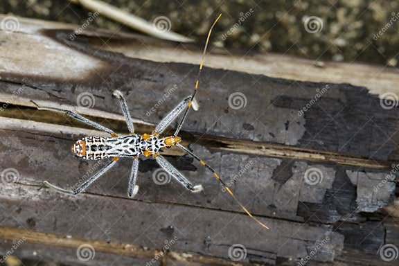 Image of an Assassin Bug on Dry Timber. Insect Stock Image - Image of ...