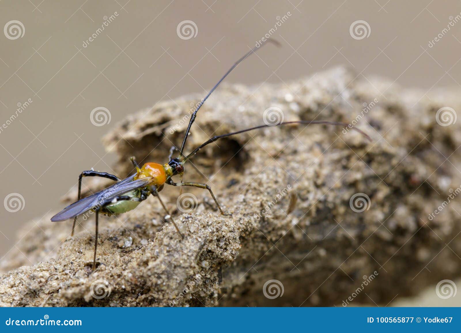 Image Of An Assassin Bug On Nature Background. Insect. Stock Image ...