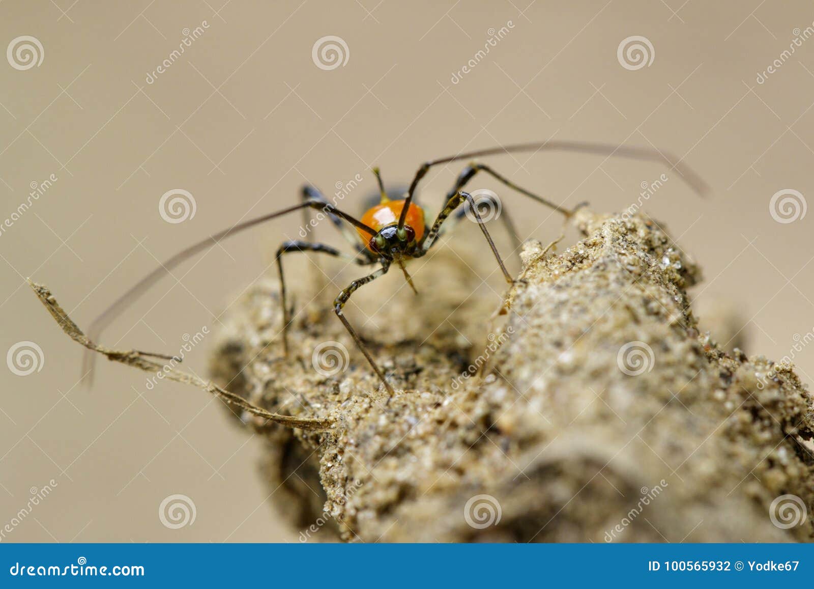Image of an Assassin Bug on Nature Background. Insect Stock Photo ...