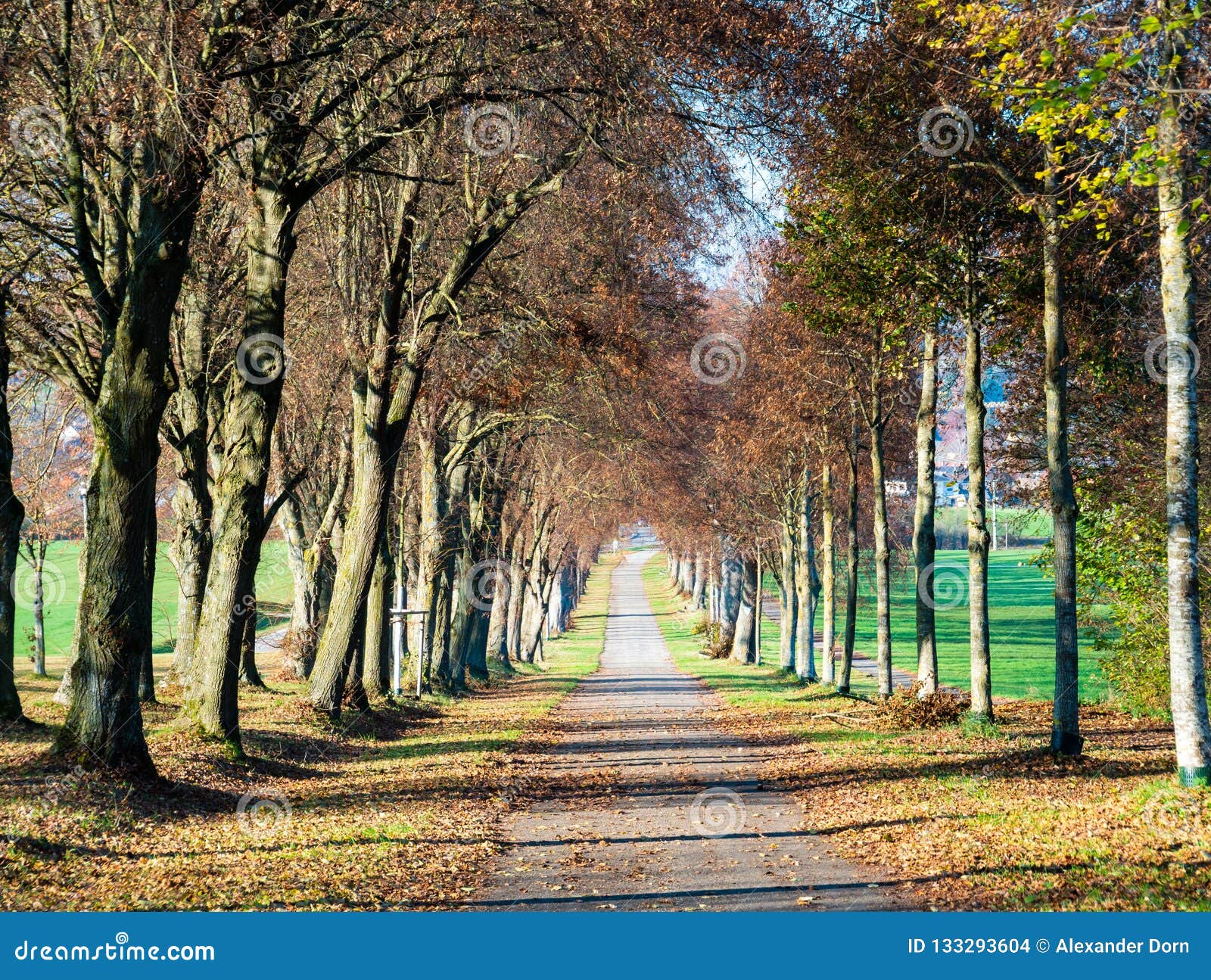 Image of Autumn Avenue with Leaves and Sun Shine Stock Photo - Image of ...