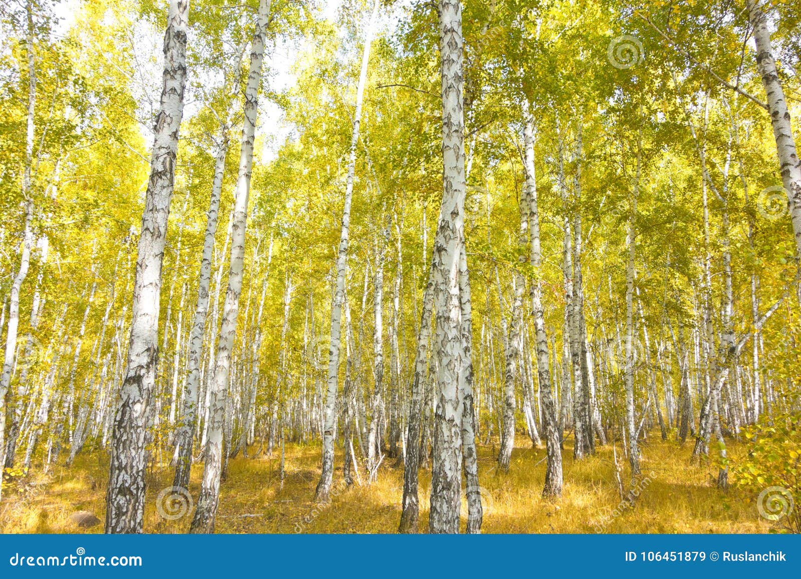 Autumn birch forest stock image. Image of nature, white - 106451879