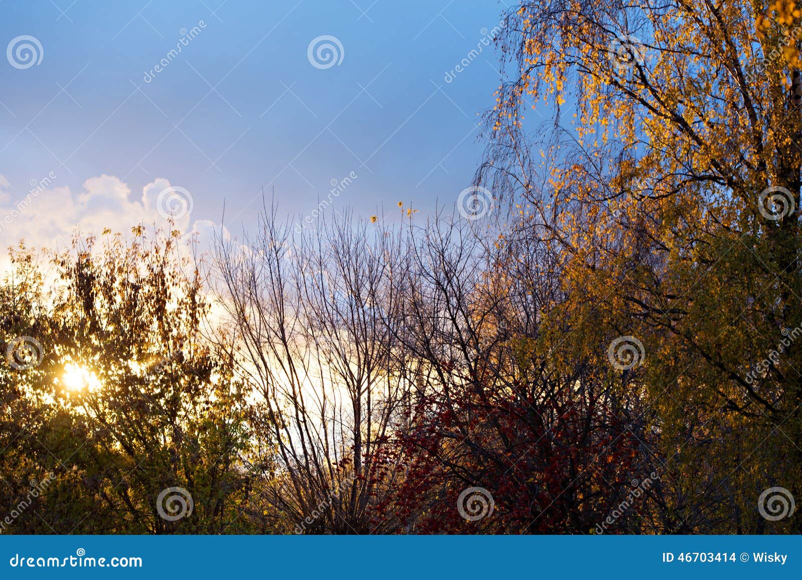 Image of Autumn Forest at Sunset Stock Photo - Image of yellow, leaf ...