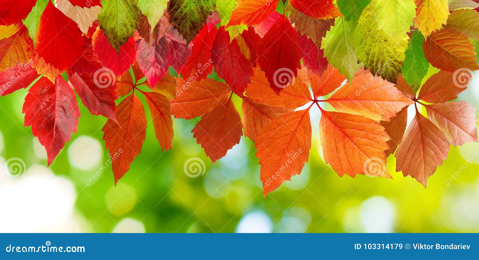 Image of Autumn Leaves Close-up Stock Image - Image of foliage, floral ...