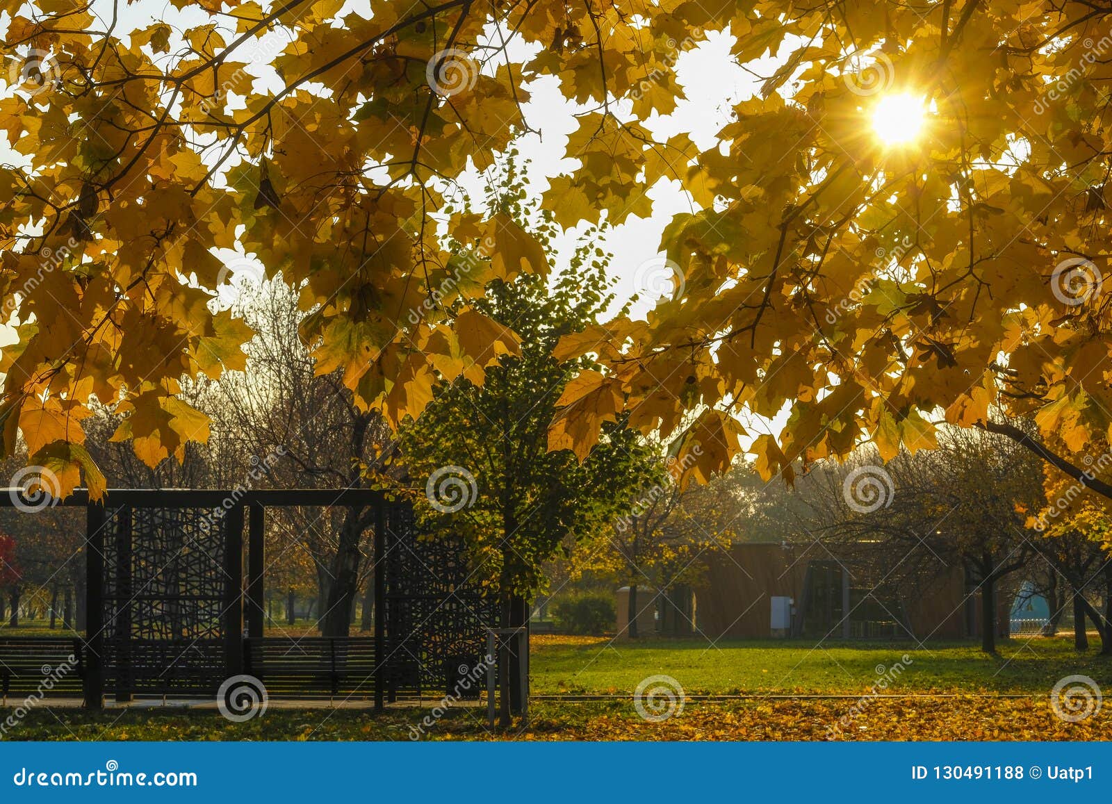 Autumn leaves at sunset stock photo. Image of landscape - 130491188