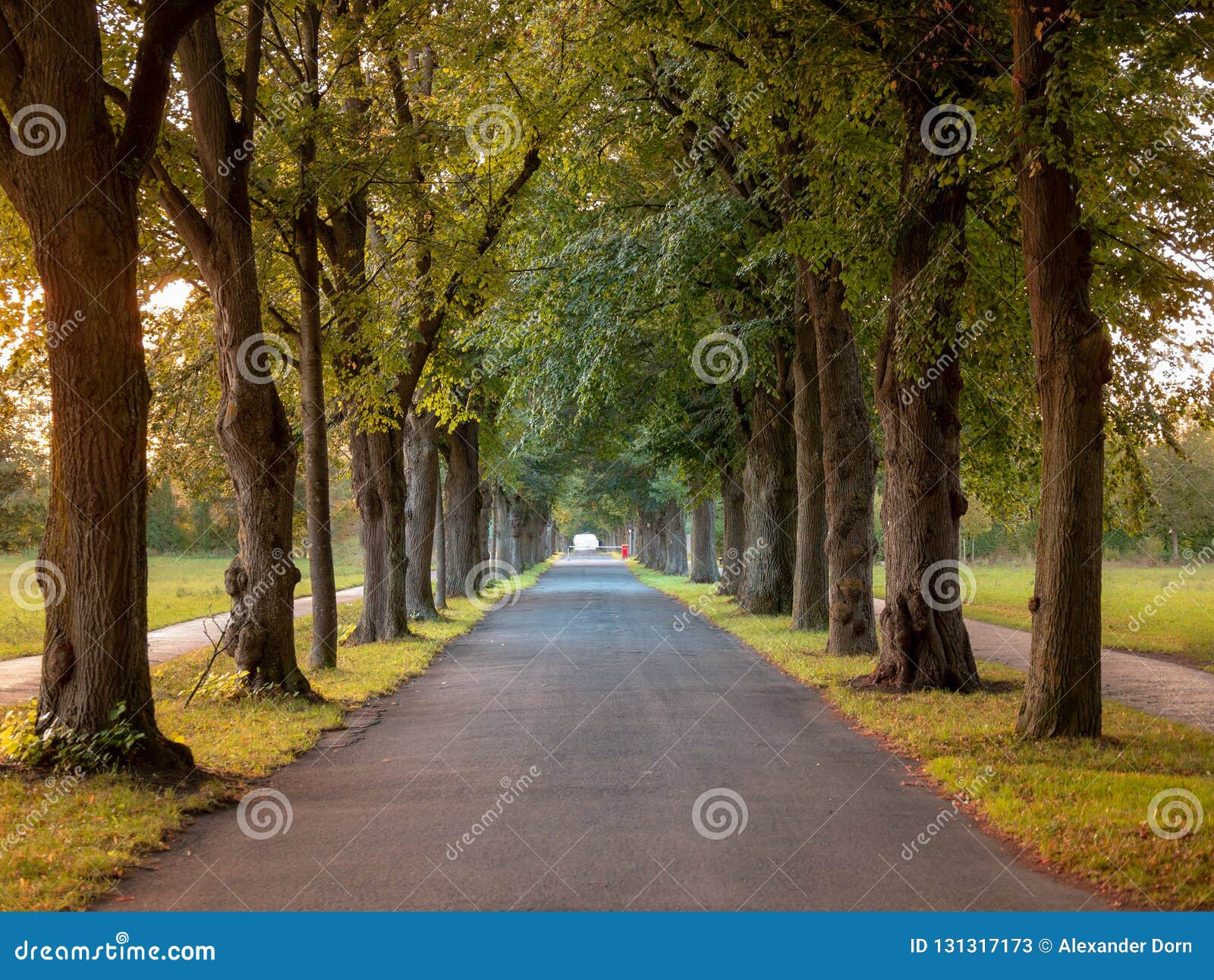 Image of Avenue with Trees and Empty Road in Autumn Stock Image - Image ...
