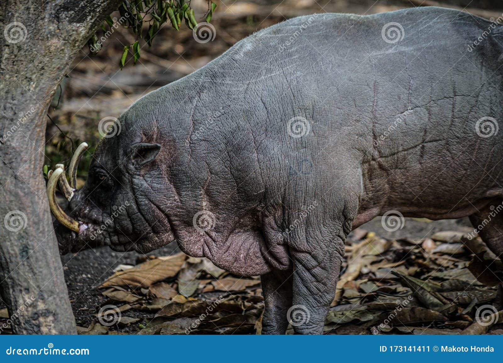 Image of babirusa of wild stock image. Image of asia - 173141411