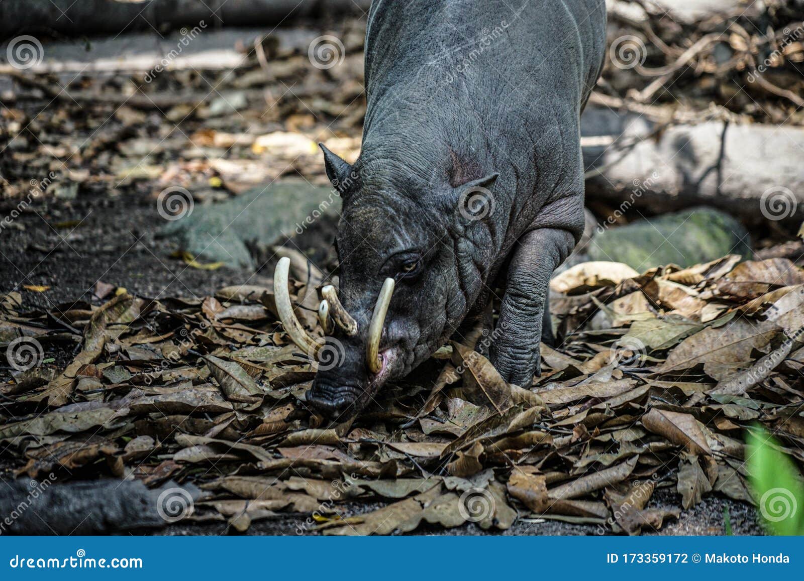 Image of babirusa of wild stock photo. Image of blue - 173359172