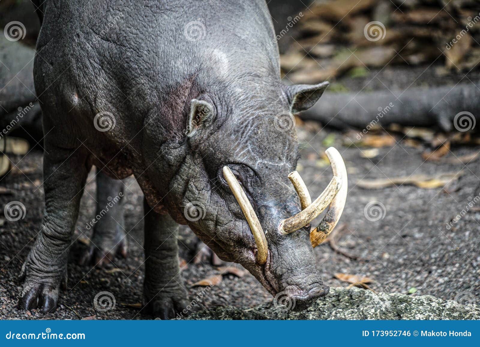 Image of babirusa of wild stock photo. Image of overseas - 173952746