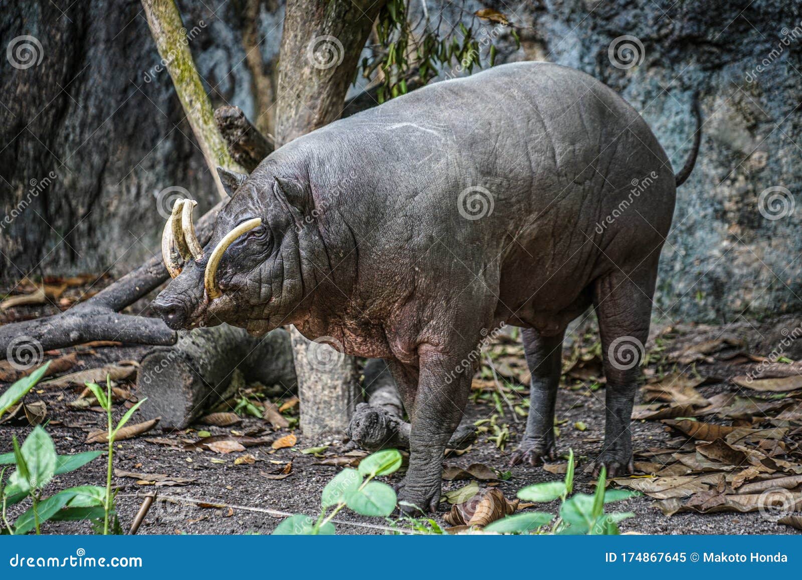 Image of babirusa of wild stock image. Image of creatures - 174867645