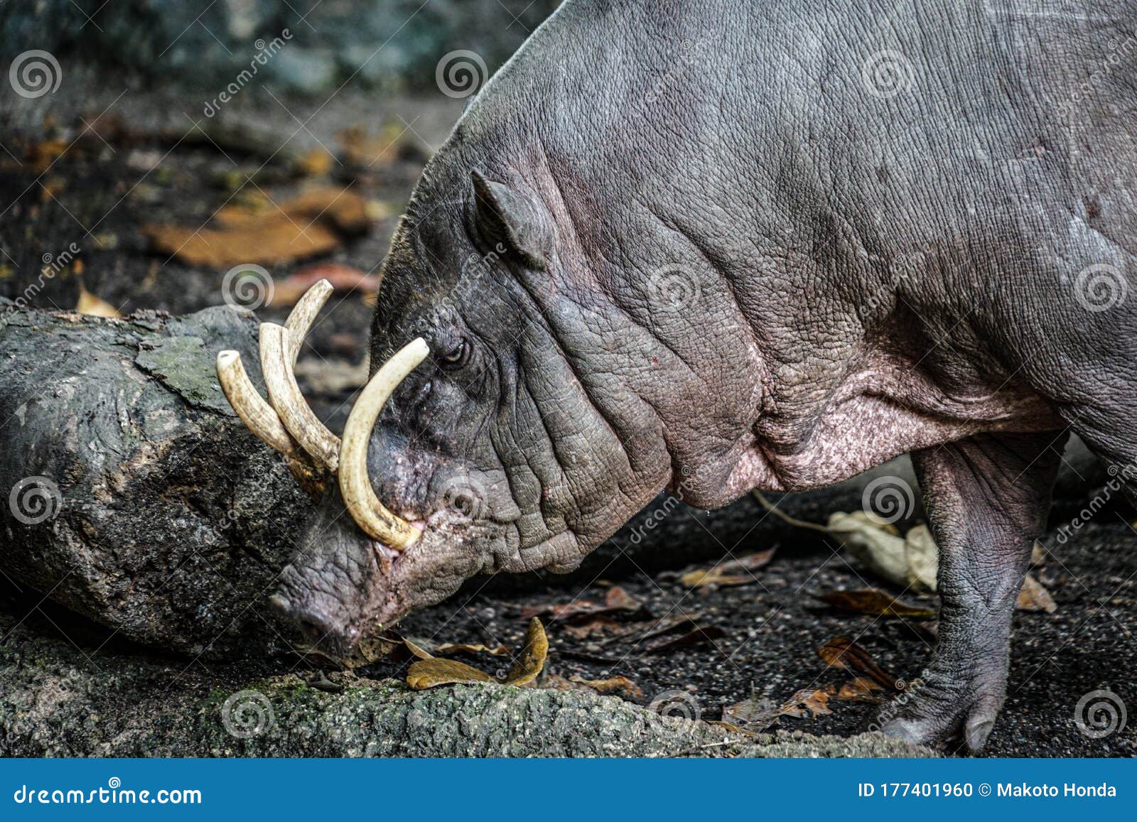 Image of babirusa of wild stock photo. Image of mammal - 177401960